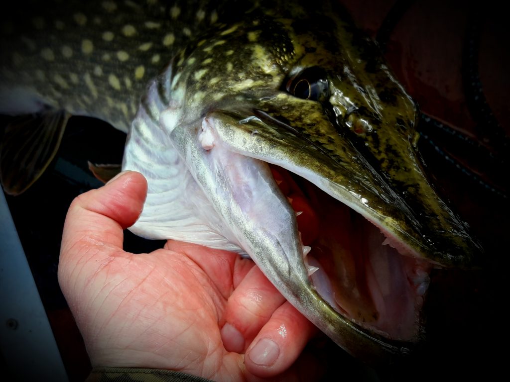 Szczupak z głębin czyli jesienny trolling - Fishster.pl Szczupak z głębin czyli jesienny trolling - Fishster.pl
